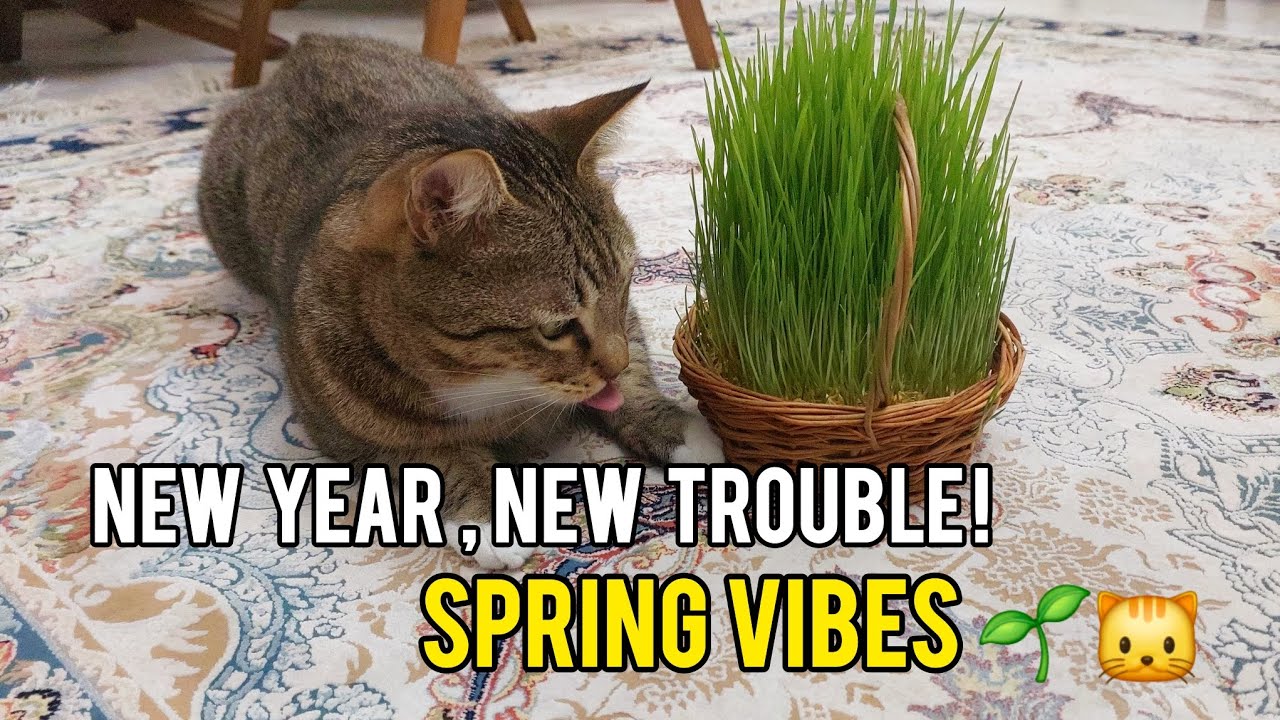 🐱 Pirooz vs. Nowruz! | My Cat Stole the Sabzeh 😹🌿 - YouTube