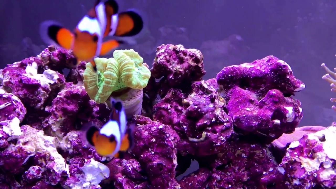 Fluval Spec V 5 gal nano reef aquarium update - YouTube