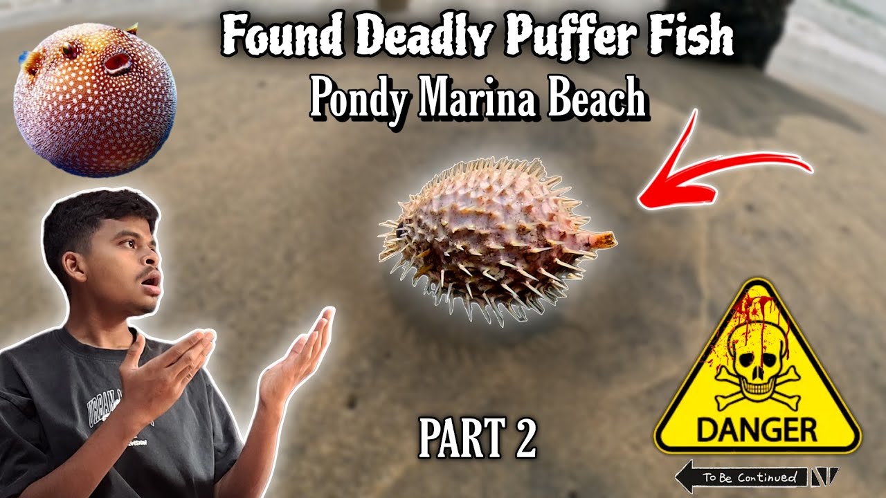 Found deadly Puffer fish in this Beach of pondicherry| part-2 | EP-3 ...