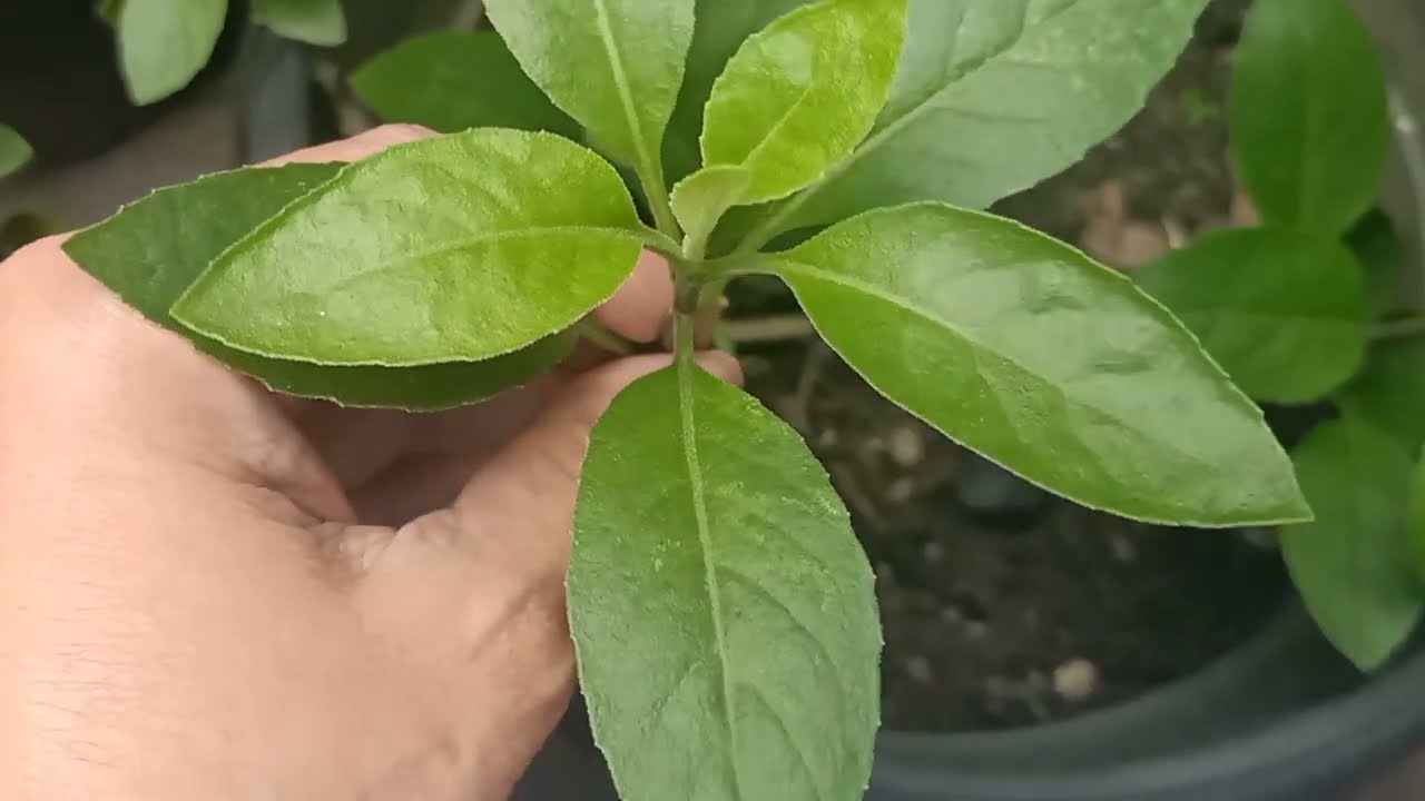 Cara Menanam Tanaman Daun Gynura Procumbens / Sambung Nyawa Untuk Sayur ...