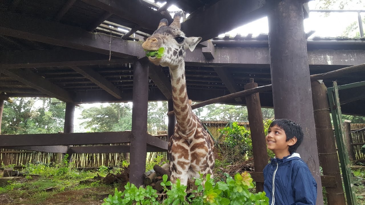 Nairobi Safari Walk - YouTube