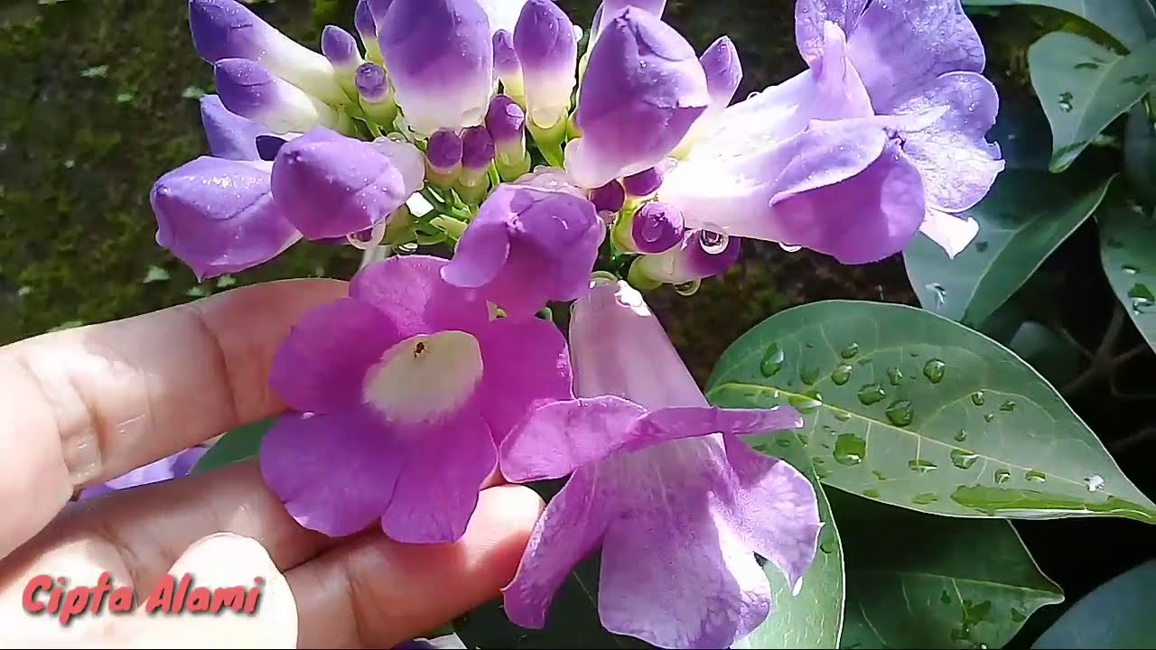 INILAH Rahasia!! Cara Menanam Tanaman Hias Bunga Rambat Garlic vine ...