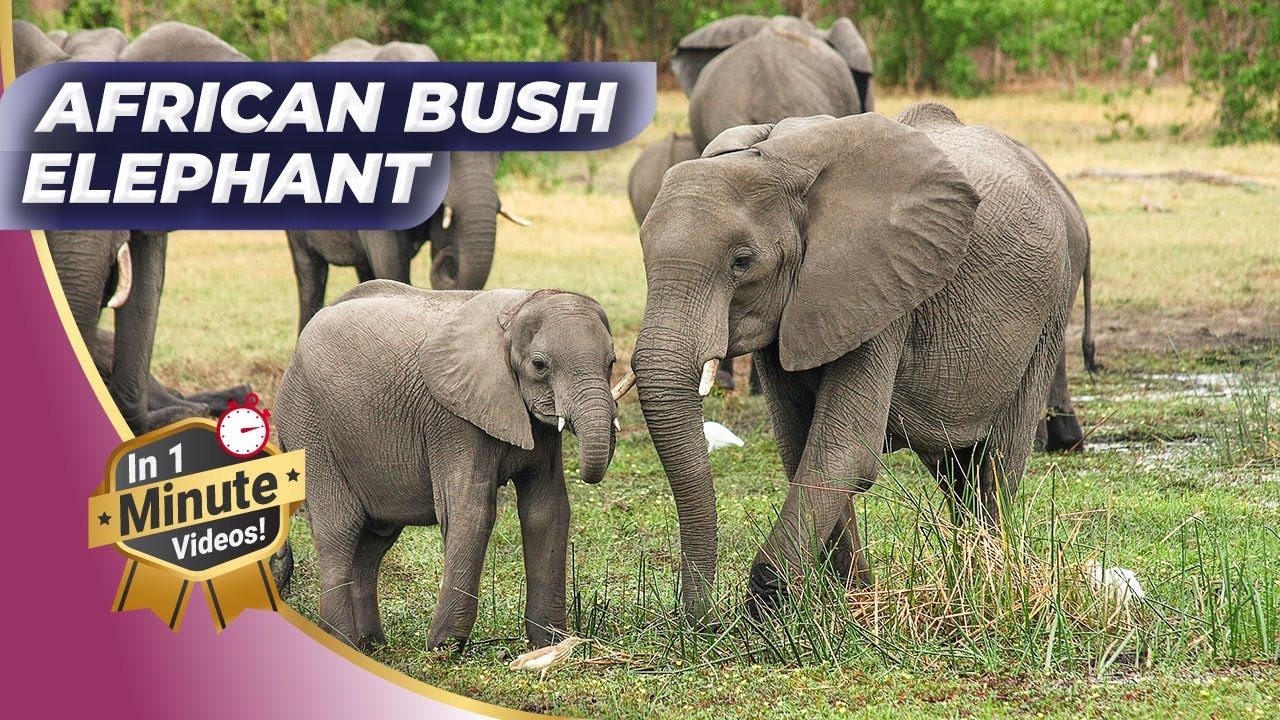 Elephant - 🐘 One Of The Tallest Animals In The World | World Animals ...
