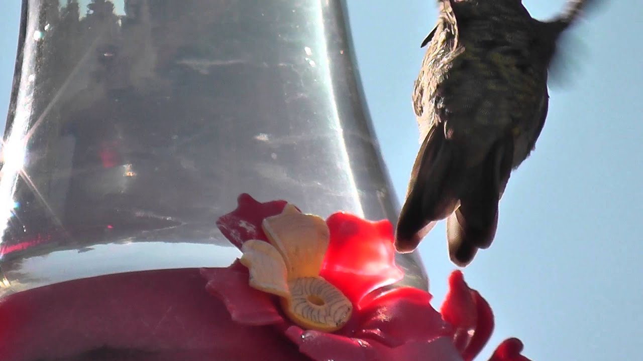 House Finch sings calls sings , Anna's Hummingbird feeds , birds ...