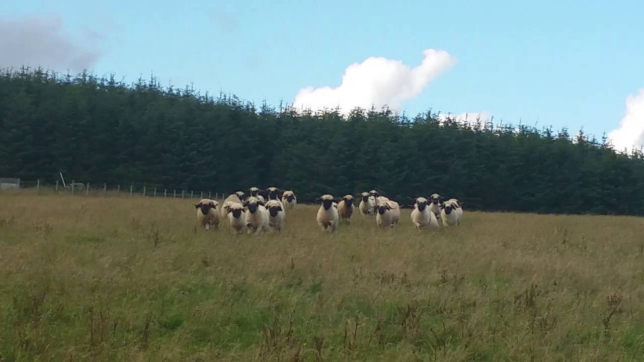 Valaise sheep stampede - YouTube