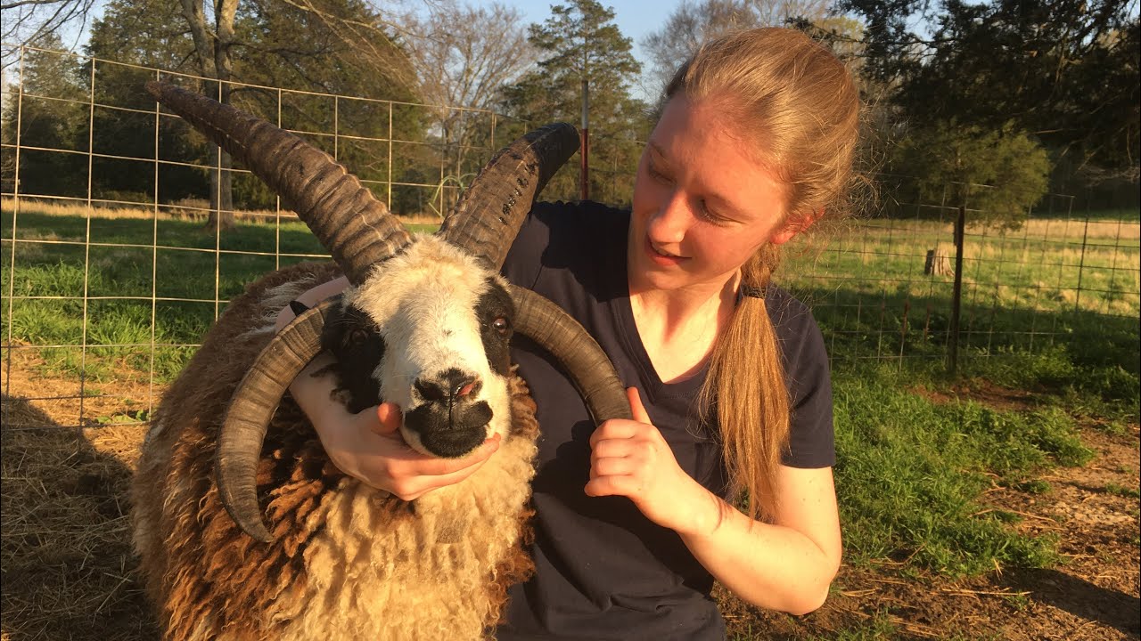 Shearing My Jacob Sheep Ram - YouTube