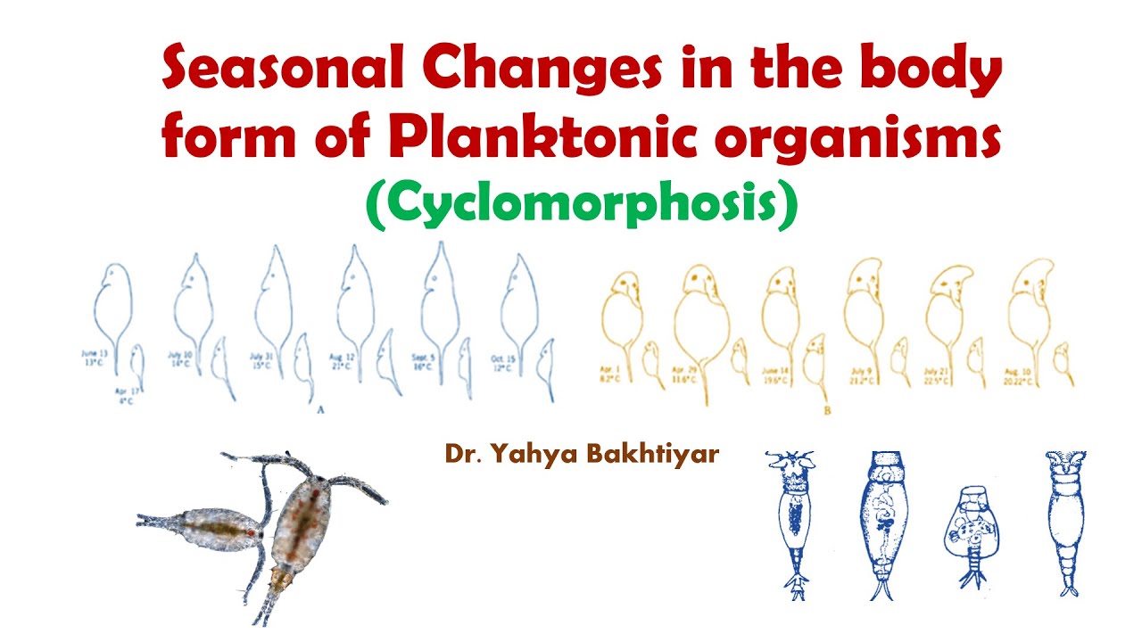 66 Seasonal Changes in the body form of Planktonic organisms ...