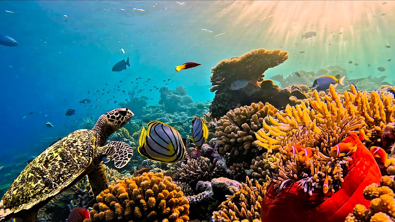 Relaxing Ocean 4k Ultra HD Underwater Nature - YouTube