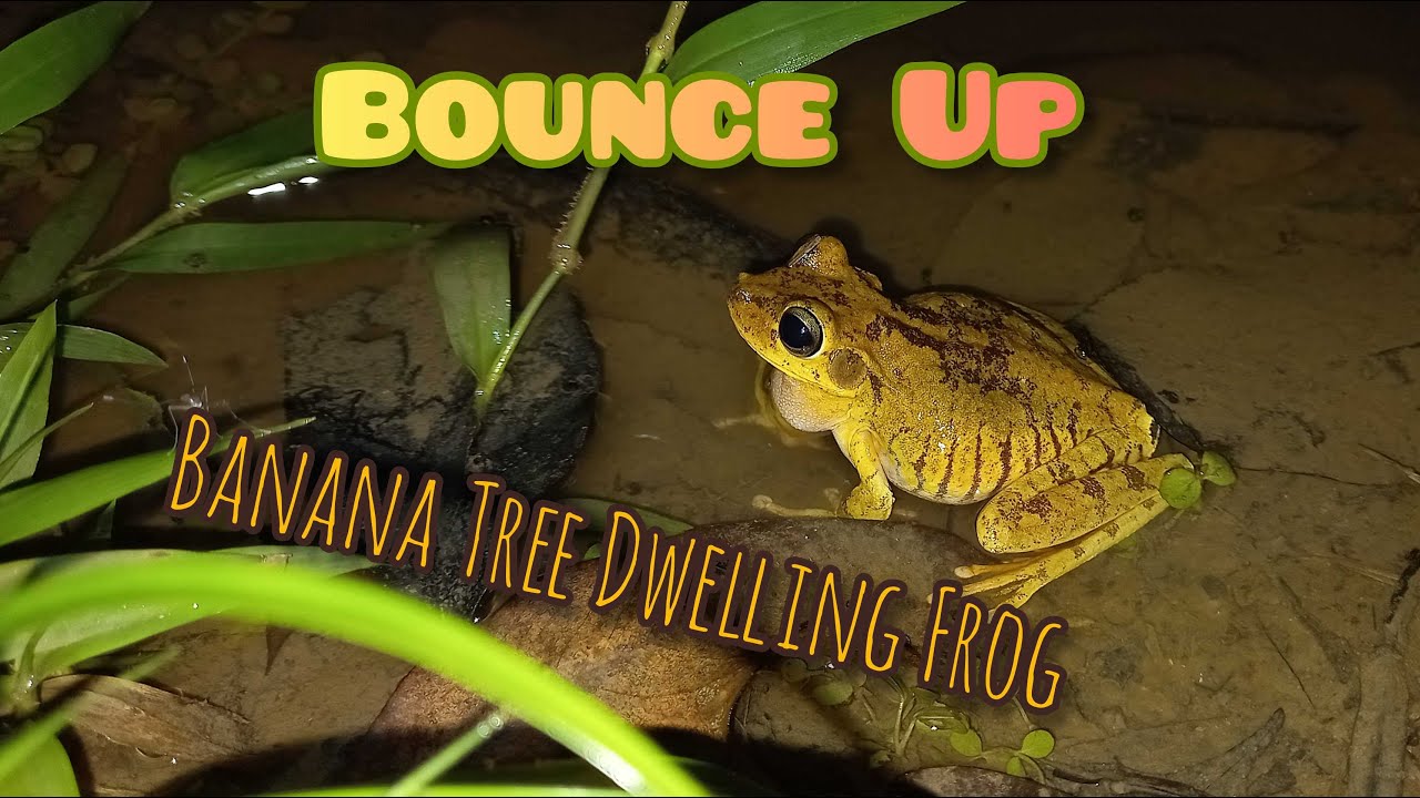 Bounce Up: Banana Tree Dwelling Frog (Boana platanera) - YouTube