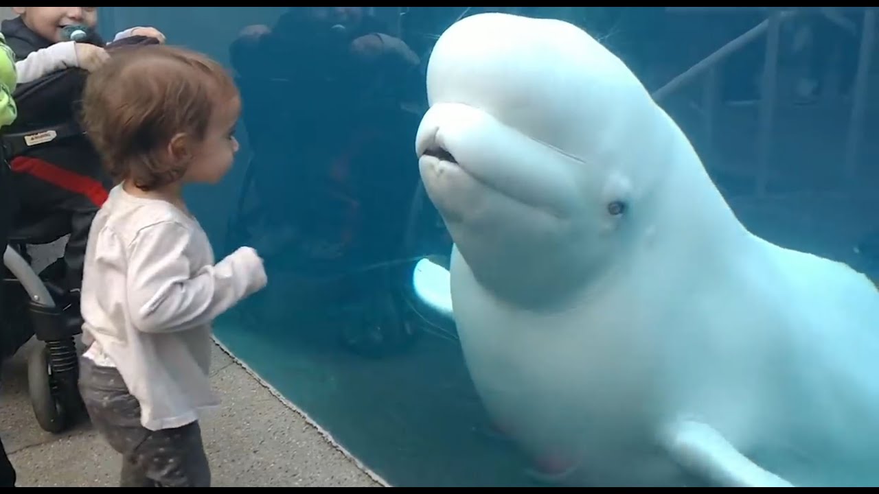 Funny Kids at the Aquarium | Girl SPOOKED By A Beluga Whale! :-D - YouTube