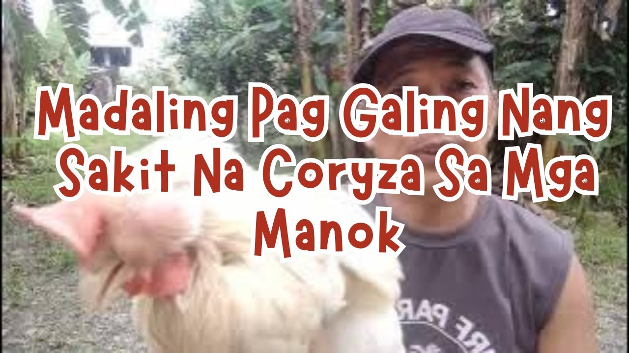 Madaling Paggaling Nang Sakit Na Coryza.Sa Mga Manok - YouTube