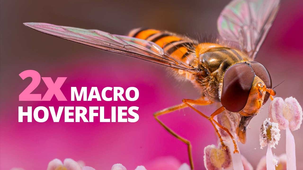How to Photograph Hoverflies in Macro | Outdoor Insect Photography with Flexible Flash - YouTube