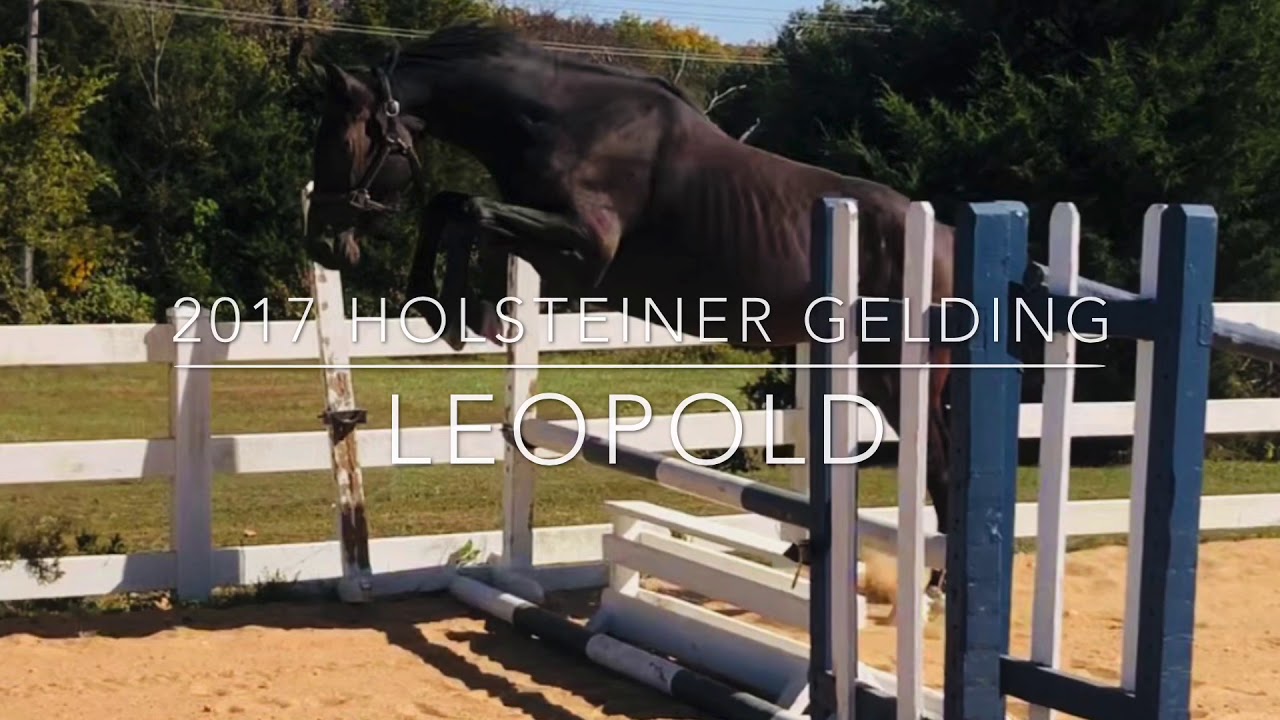 Leopold 2017 Holsteiner Gelding - YouTube