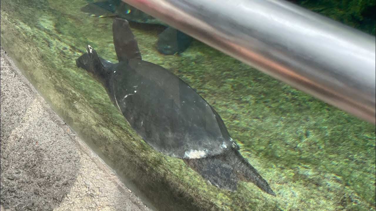 Magnificent Fly River turtles in Ueno zoo - YouTube