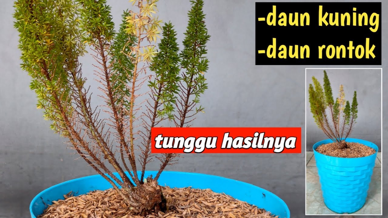 cemara ekor tupai || kenapa daun bisa rontok dan Berkuning - YouTube