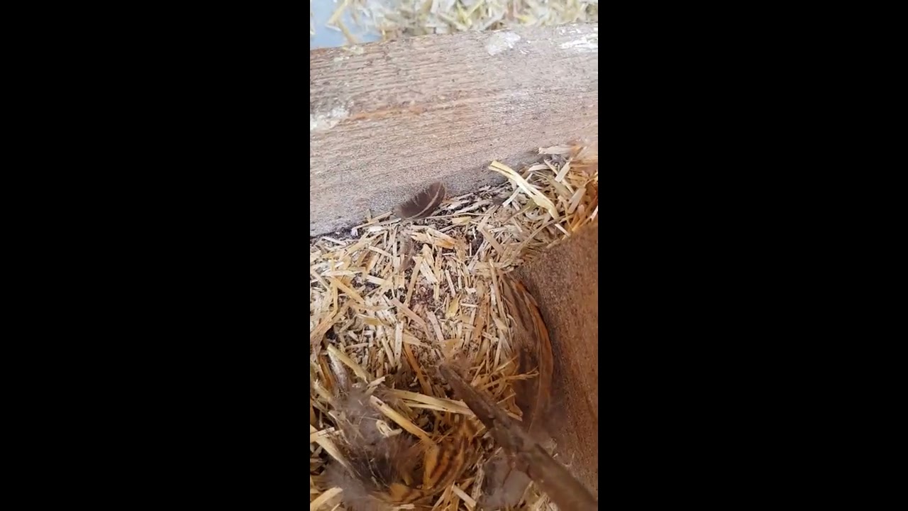 Rote Vogelmilbe im mehrfach behandelten Hühnerstall - YouTube