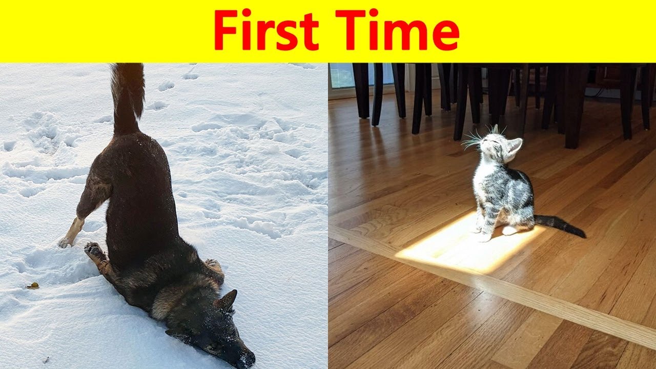 The Funniest And Cutest Pets’ Reactions To Trying Something They’d ...