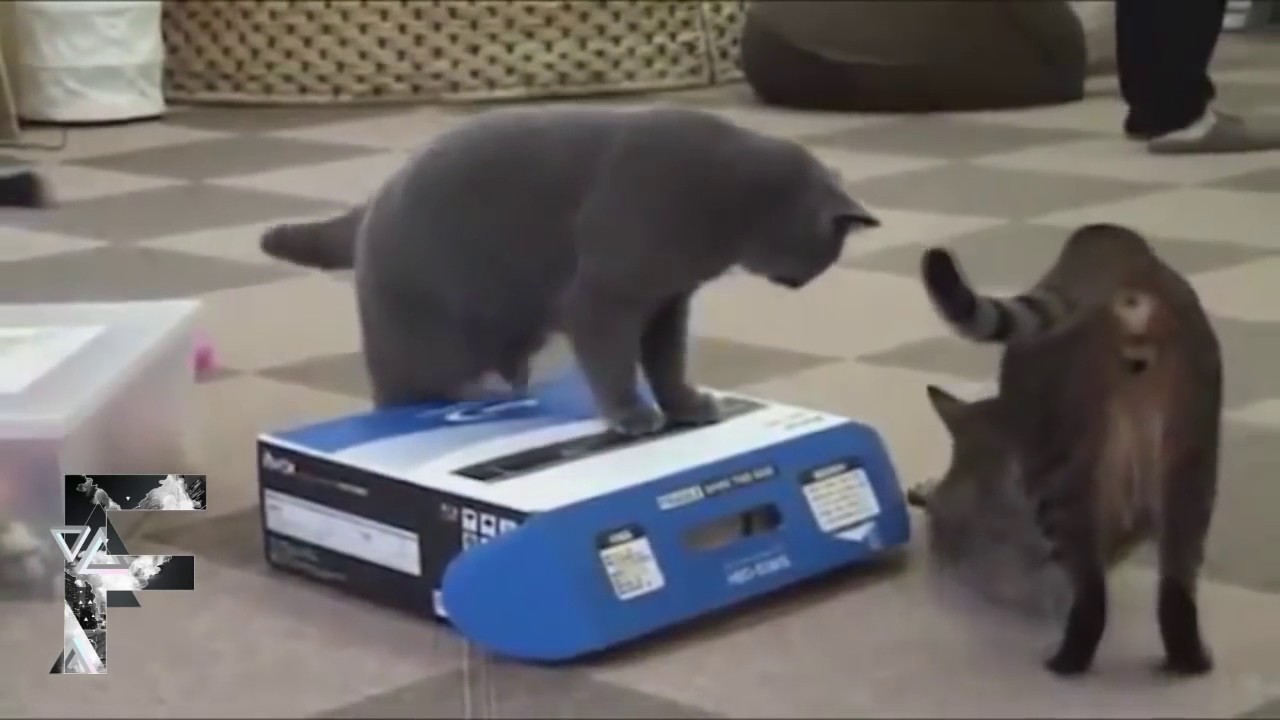 Extreme Moron and Animal Fails 14 - YouTube