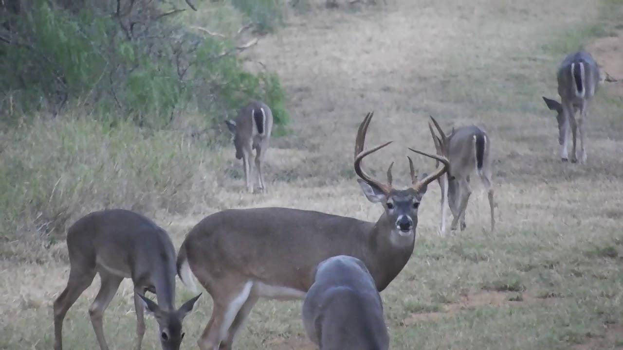 2017-Basket Buck - YouTube