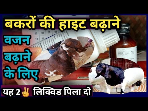 बकरों की हाइट बढ़ाने👍🏻||वजन बढ़ाने 💪के लिए यह 2 लिक्विड पिला दो||Height ...