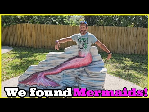 Have you ever seen Mermaids? We Found Real-life Mermaids! Weeki Wachee ...