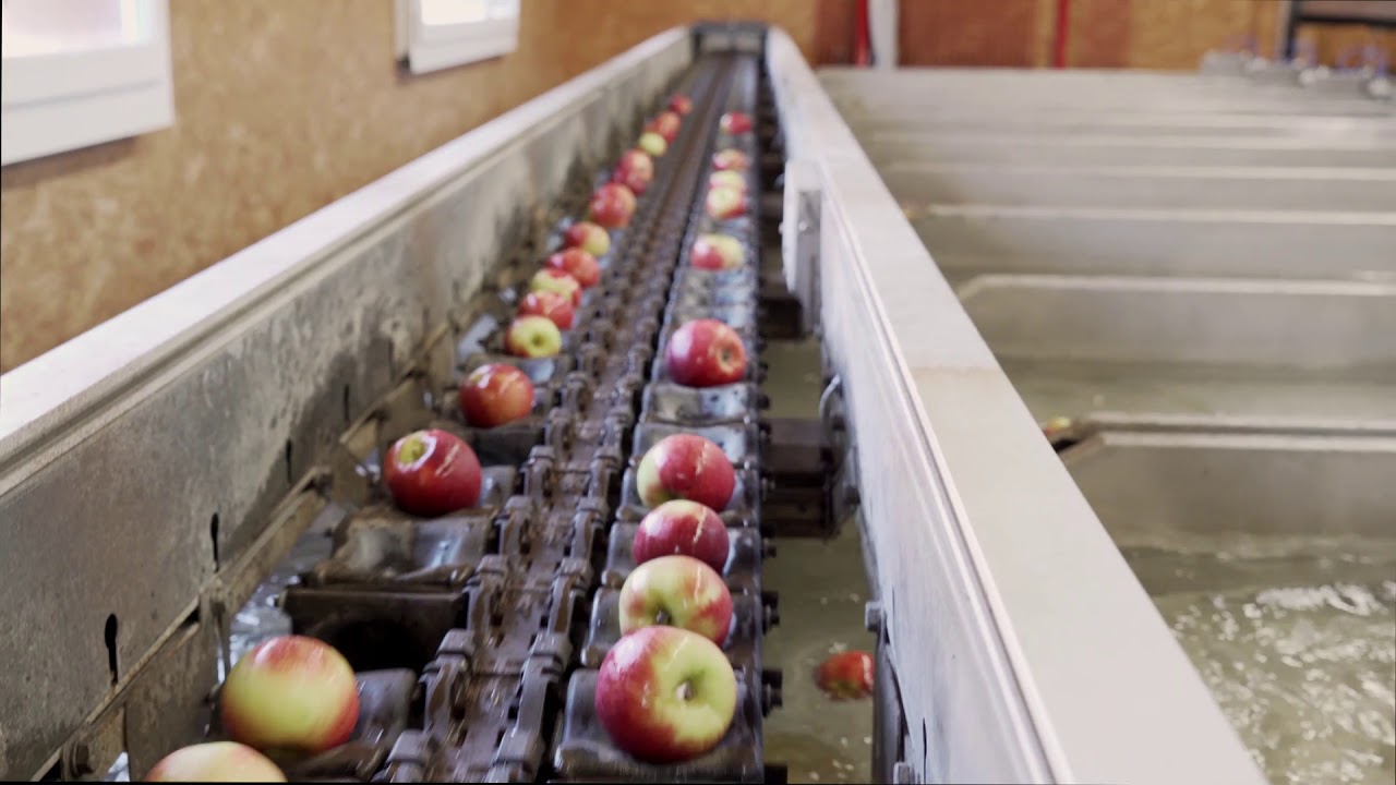 Winkelmann Obst AG Sortierung - YouTube