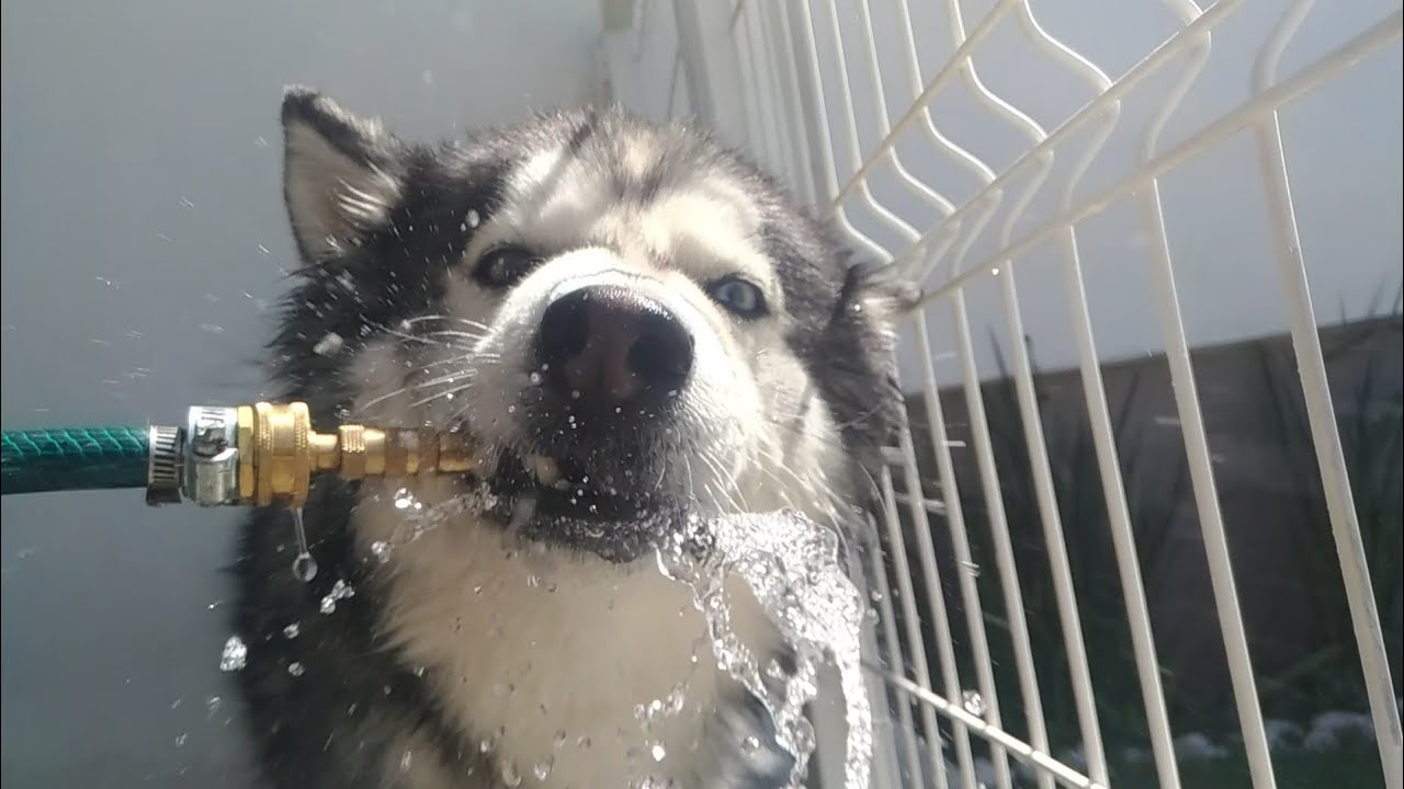 Husky Mordiendo Agua - YouTube