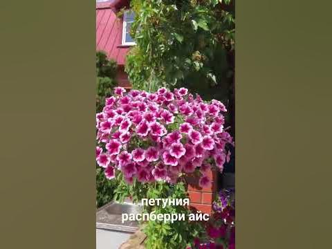 петуния распберри айс - YouTube