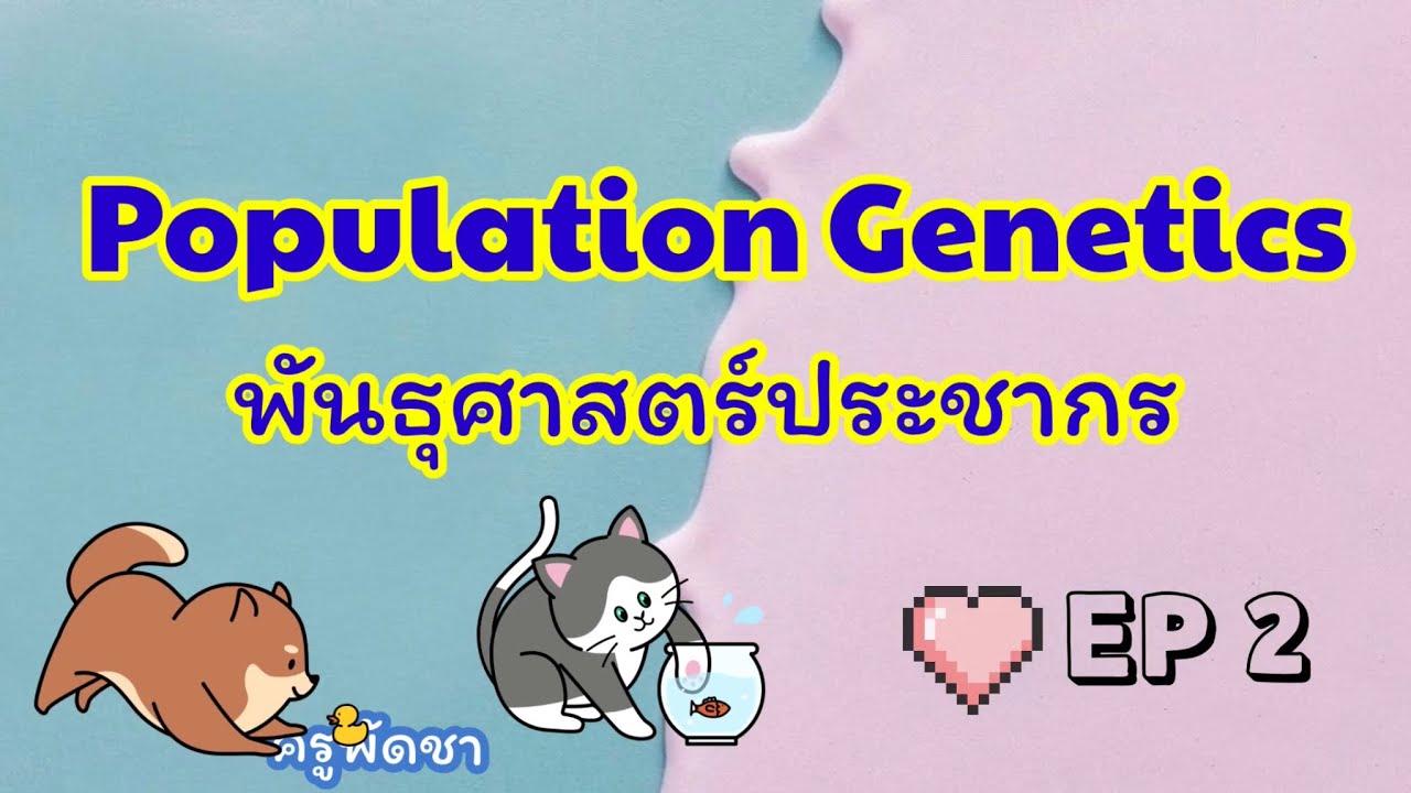 Population Genetics EP2 พันธุศาสตร์ประชากร - YouTube