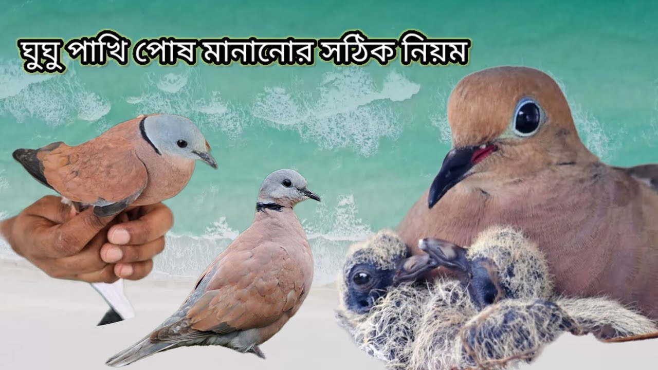 The correct rules for petting pigeons || ঘুঘু পাখির পোষ মানানোর সঠিক ...