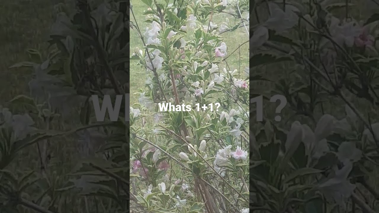 Whats 1 1 YouTube Whats 1 1 YouTube