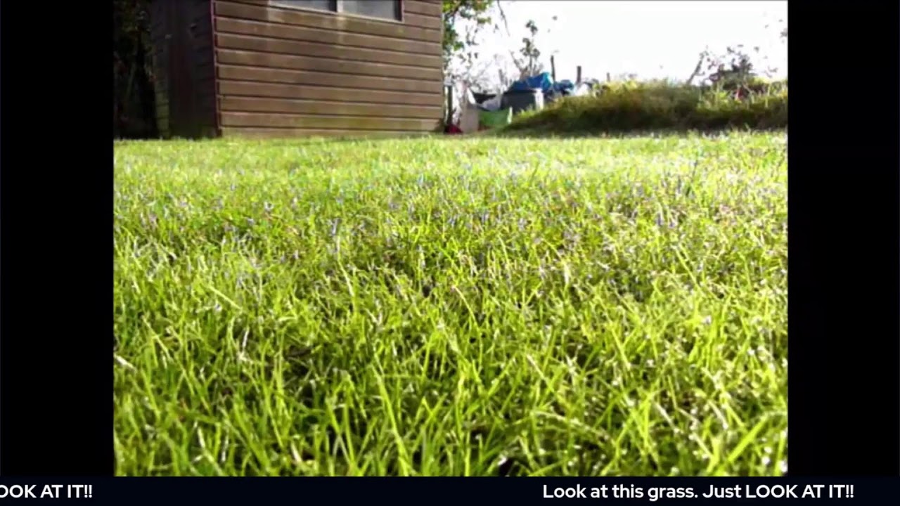 Watching Grass Grow - YouTube