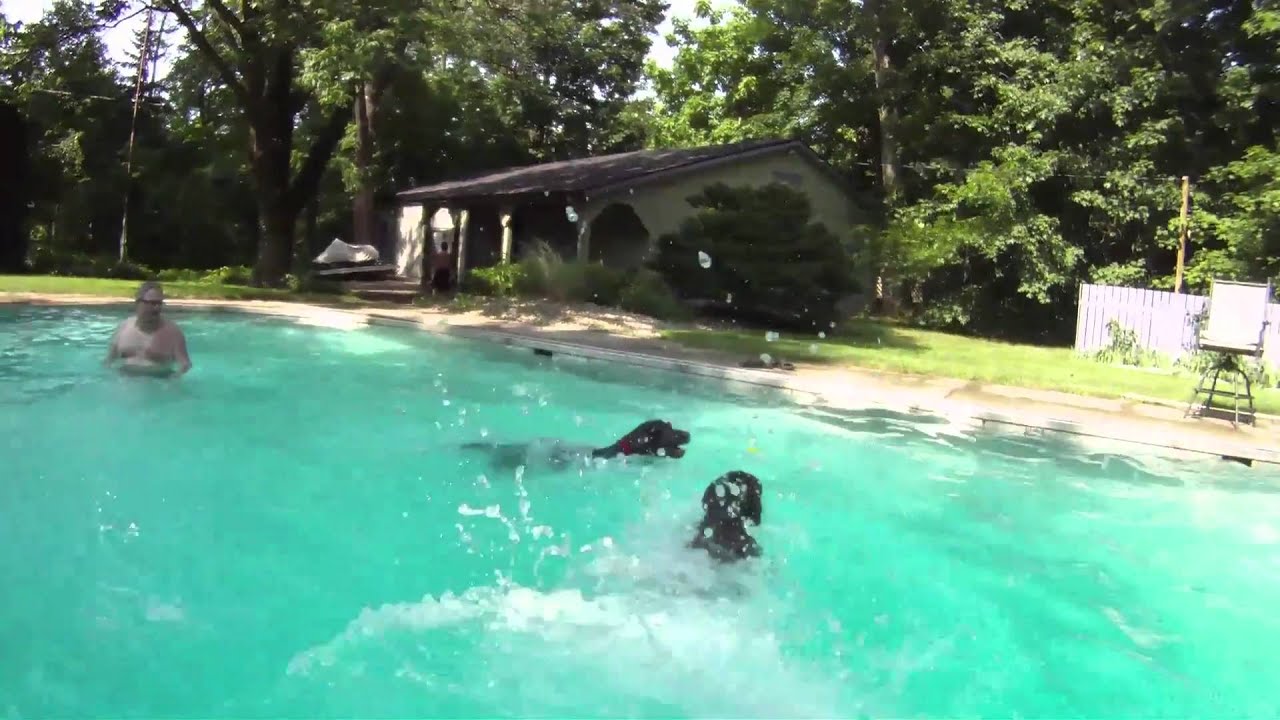 Dogs Swimming in Pool - YouTube