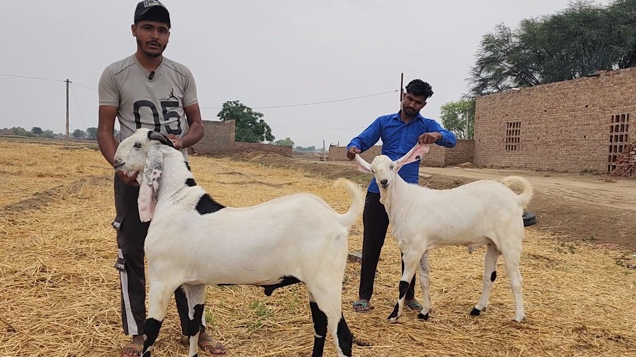 SS Goat Farm Hanumangarh | Top Quality Punjabi Goats | Beetal Goat ...
