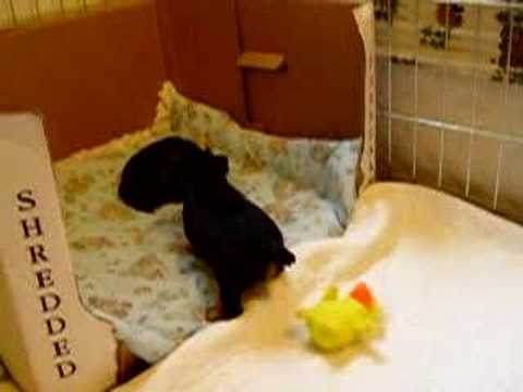 4 weeks old yorkie puppies playing - YouTube
