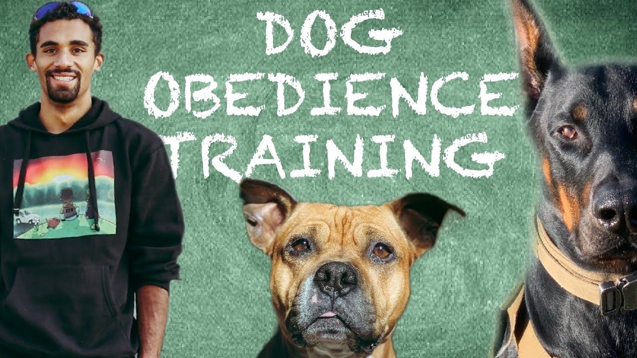 Five Fundamentals of Dog Training - YouTube