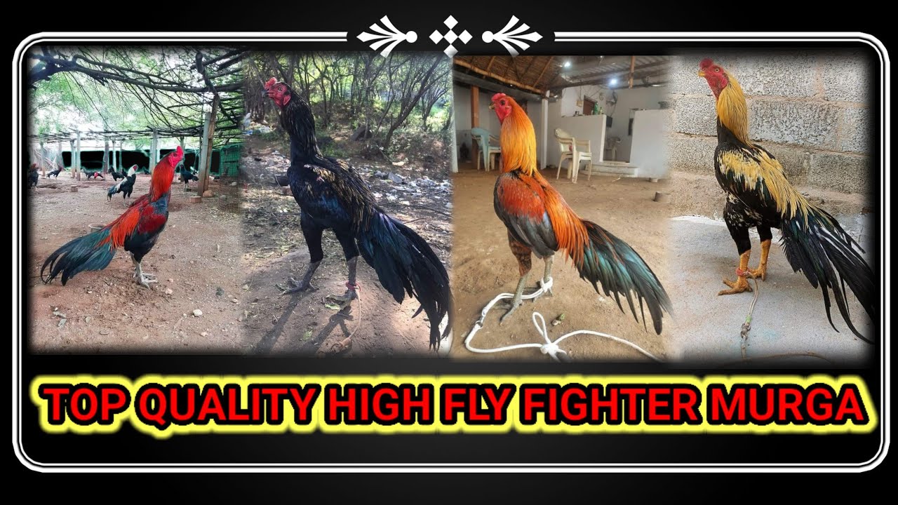 FEKO HAAT TOP QUALITY HIGH FLY FIGHTER MURGA - YouTube
