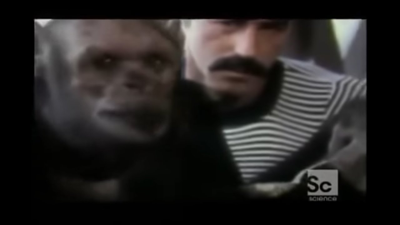 Summary: Humanze - Story of Oliver the Chimp - YouTube