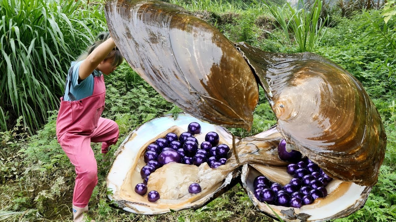The giant clam, being pried open, emits a purple light inside, which is ...