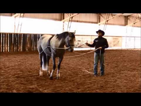 Long-Reining with Double Dan Horsemanship. Lead Changes - YouTube