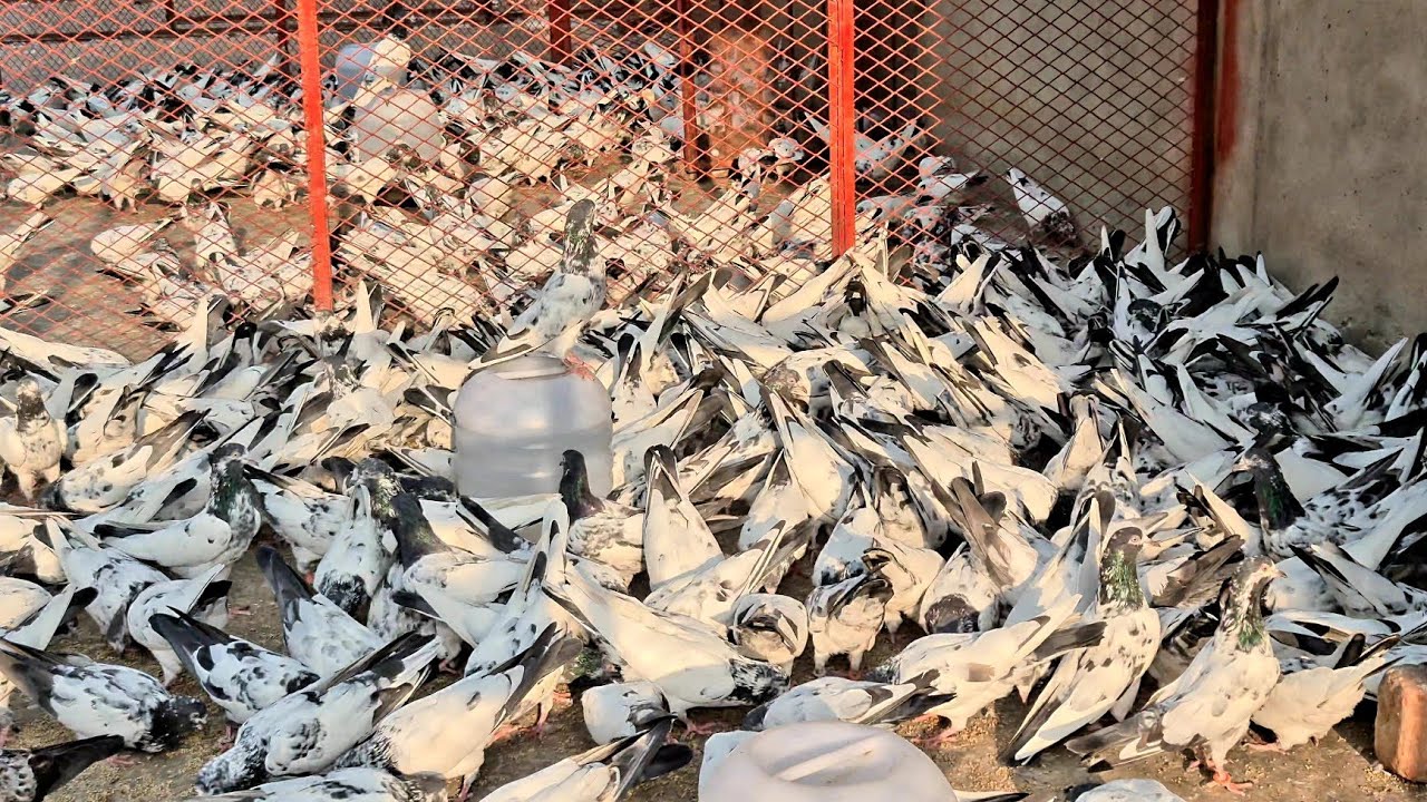 Pigeon Food During Molting Season - YouTube