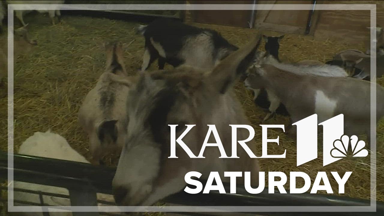 Farm Babies return to the Minnesota Zoo - YouTube