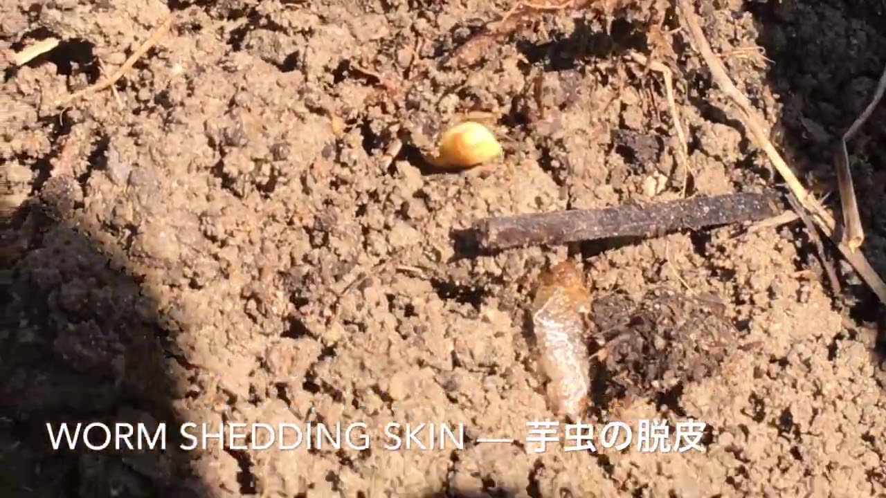 WORM SHEDDING SKIN — 芋虫の脱皮 - YouTube