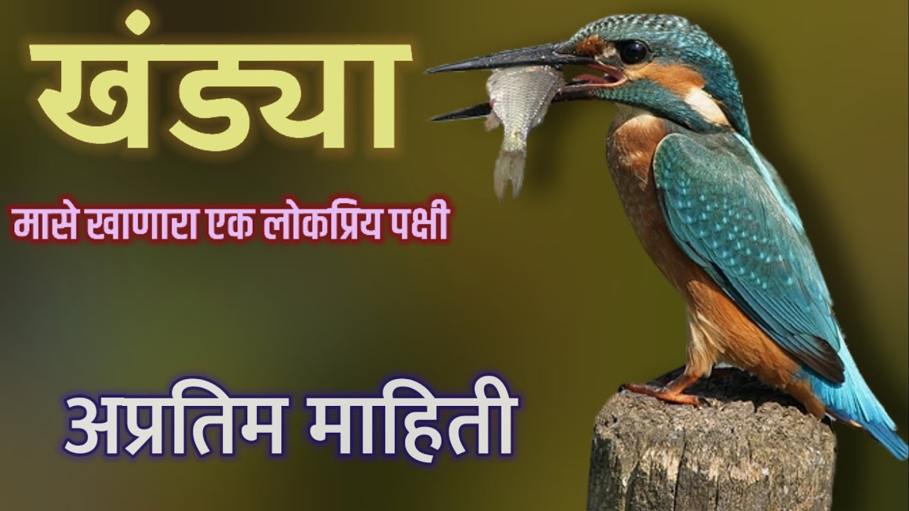 खंड्या पक्षी माहिती मराठी | khandya pakshi vishay mahiti - YouTube