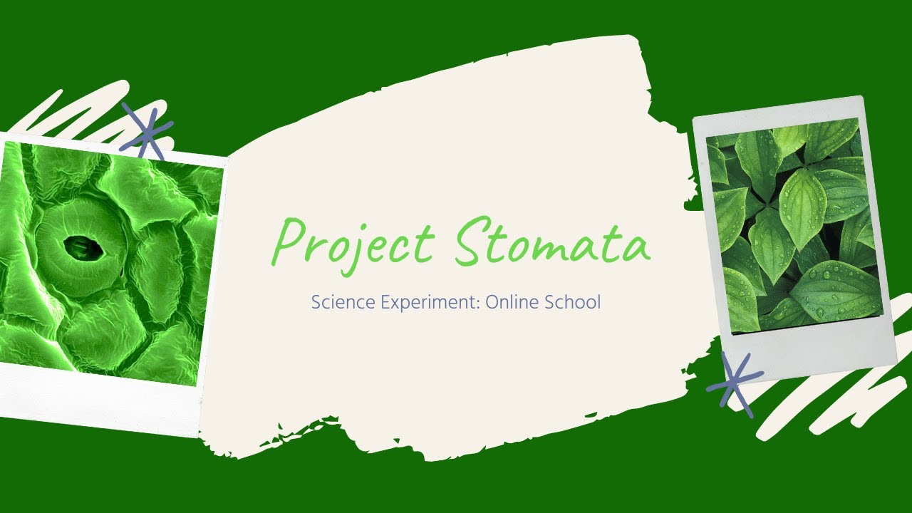 Science Experiment: Stomata On Leaves - YouTube