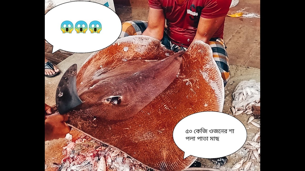Shapla Pata Fish Cutting Skills At Fish Market ll নদীল অনেক বড় শাপলা ...