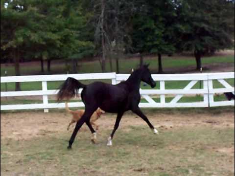 Sun Valley Arabians~ Yearling Black Egyptian Arabian Colt for sale ...
