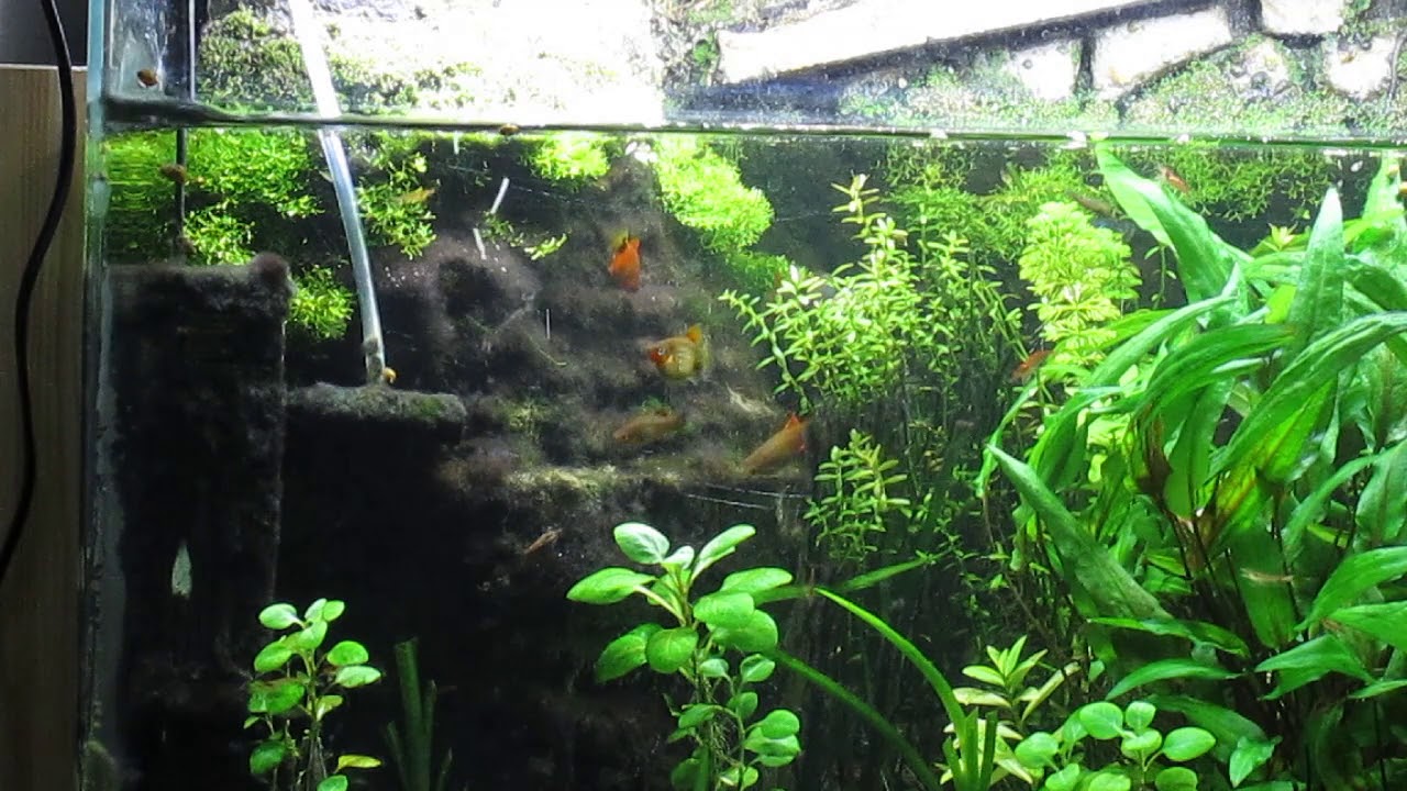 036 Pesti Platy mananca alge moarte - YouTube