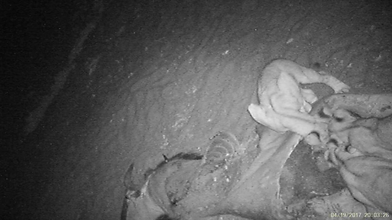 Tuli Lions Camera Trap 7 - YouTube