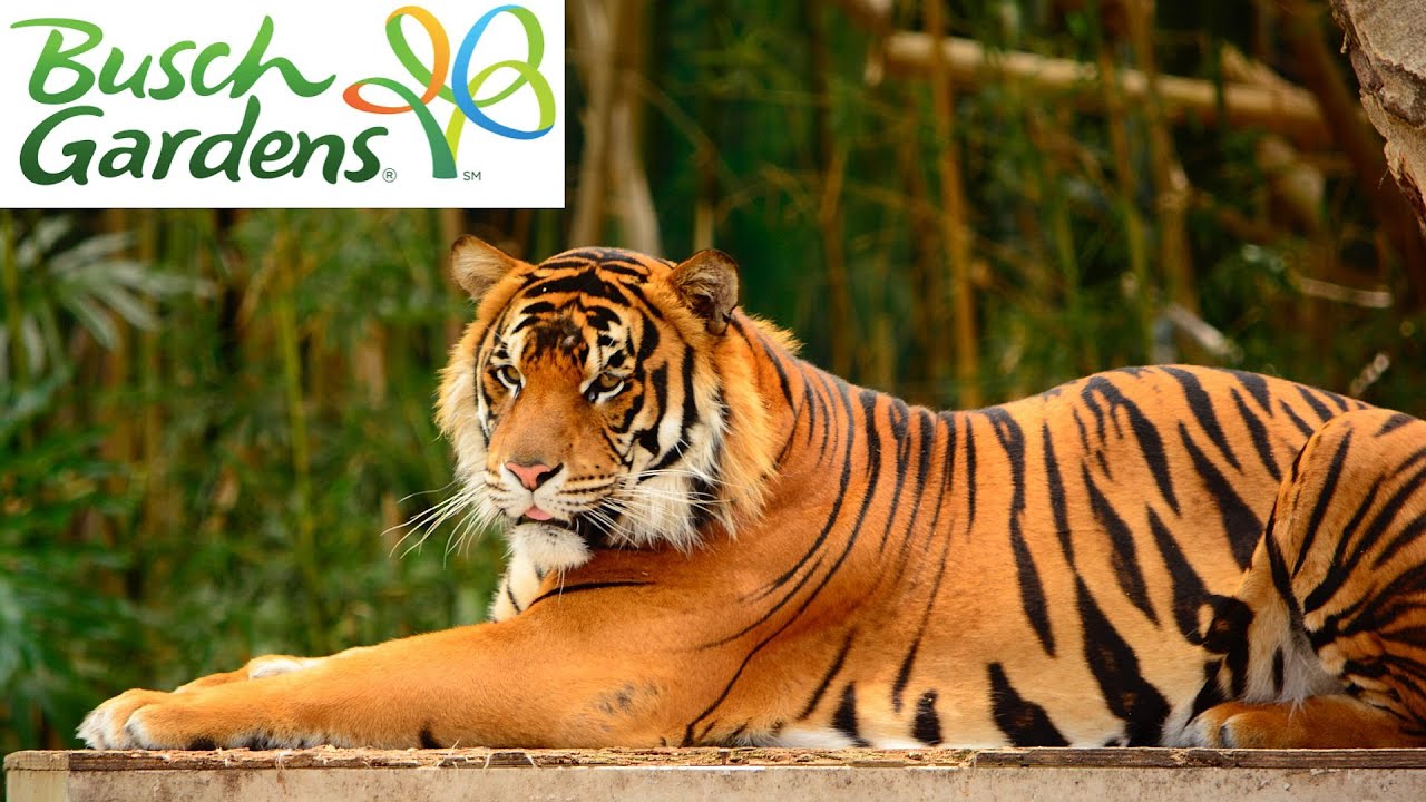 Busch Gardens Tampa Florida Tigers Up Close! - YouTube